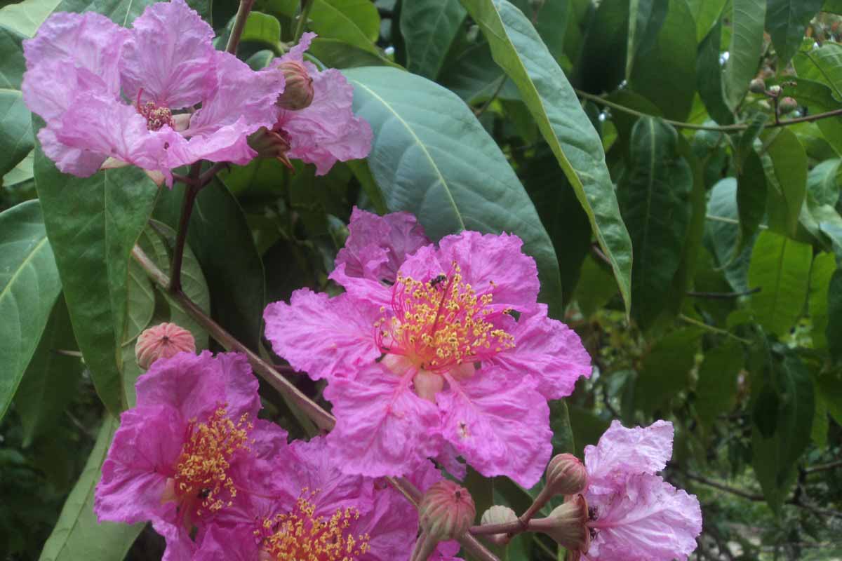 029 – Lagerstroemia speciosa (L.) Pers. – RUSL Trees