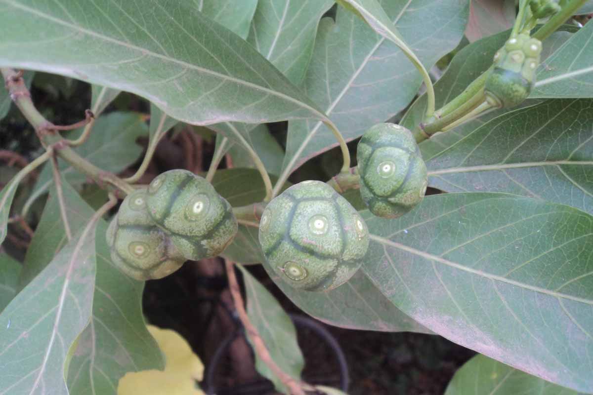 042 – Morinda coreia Buch.-Ham. – RUSL Trees