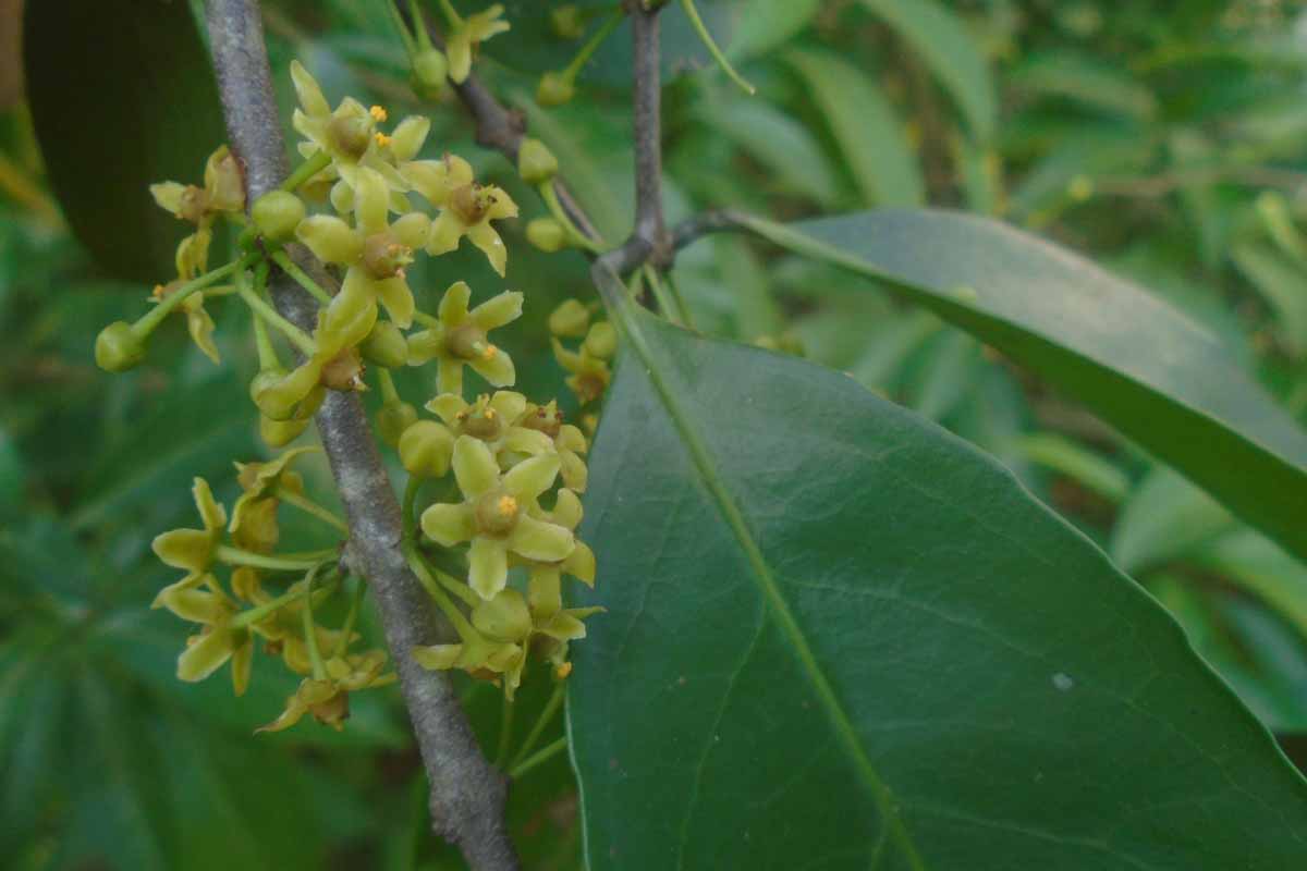 072 – Salacia reticulata Wight – RUSL Trees