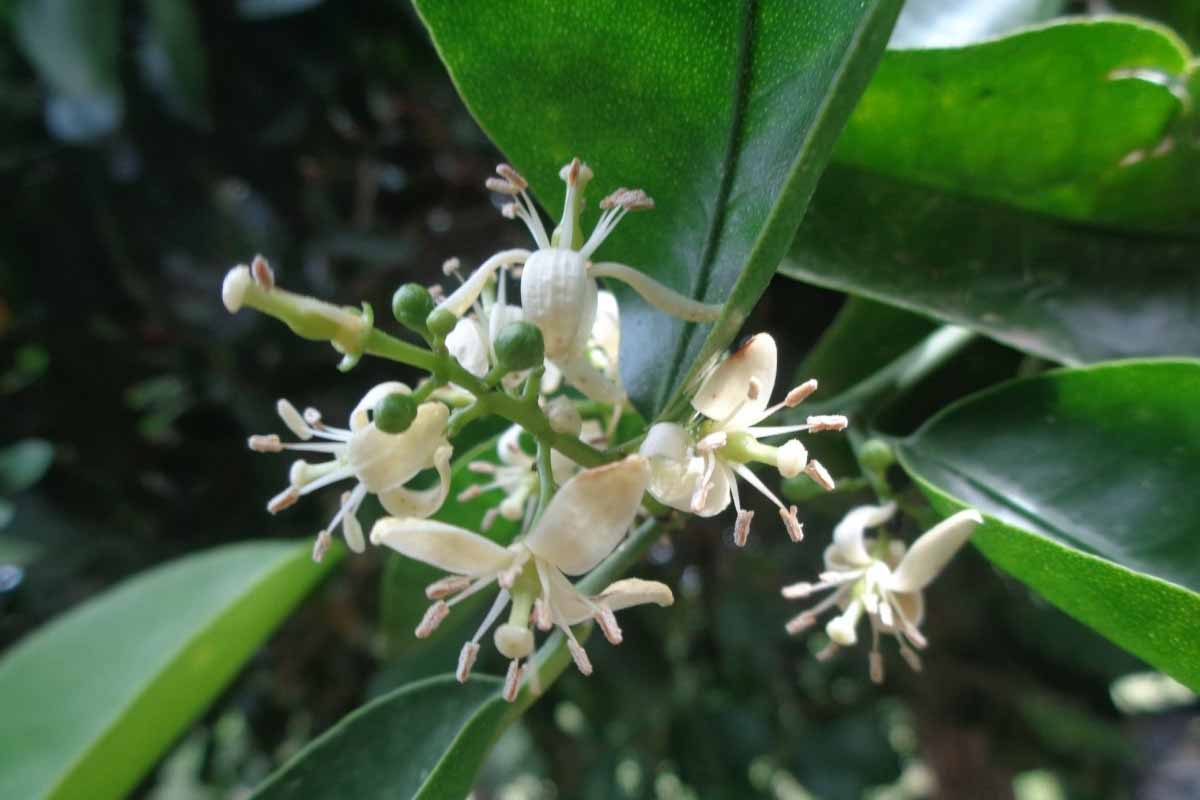 076 – Pamburus missionis (Wall. ex Wight) Swingle – RUSL Trees