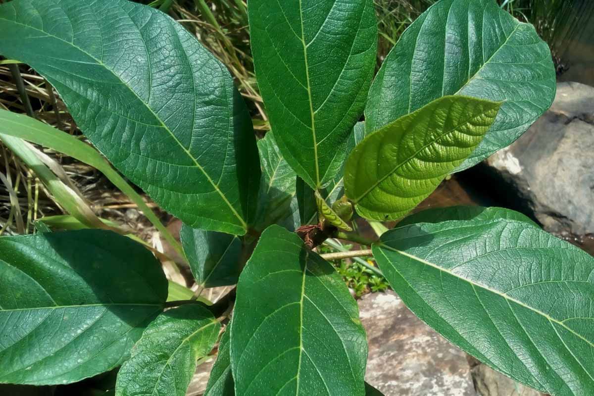 090 – Ficus hispida L.f. – RUSL Trees